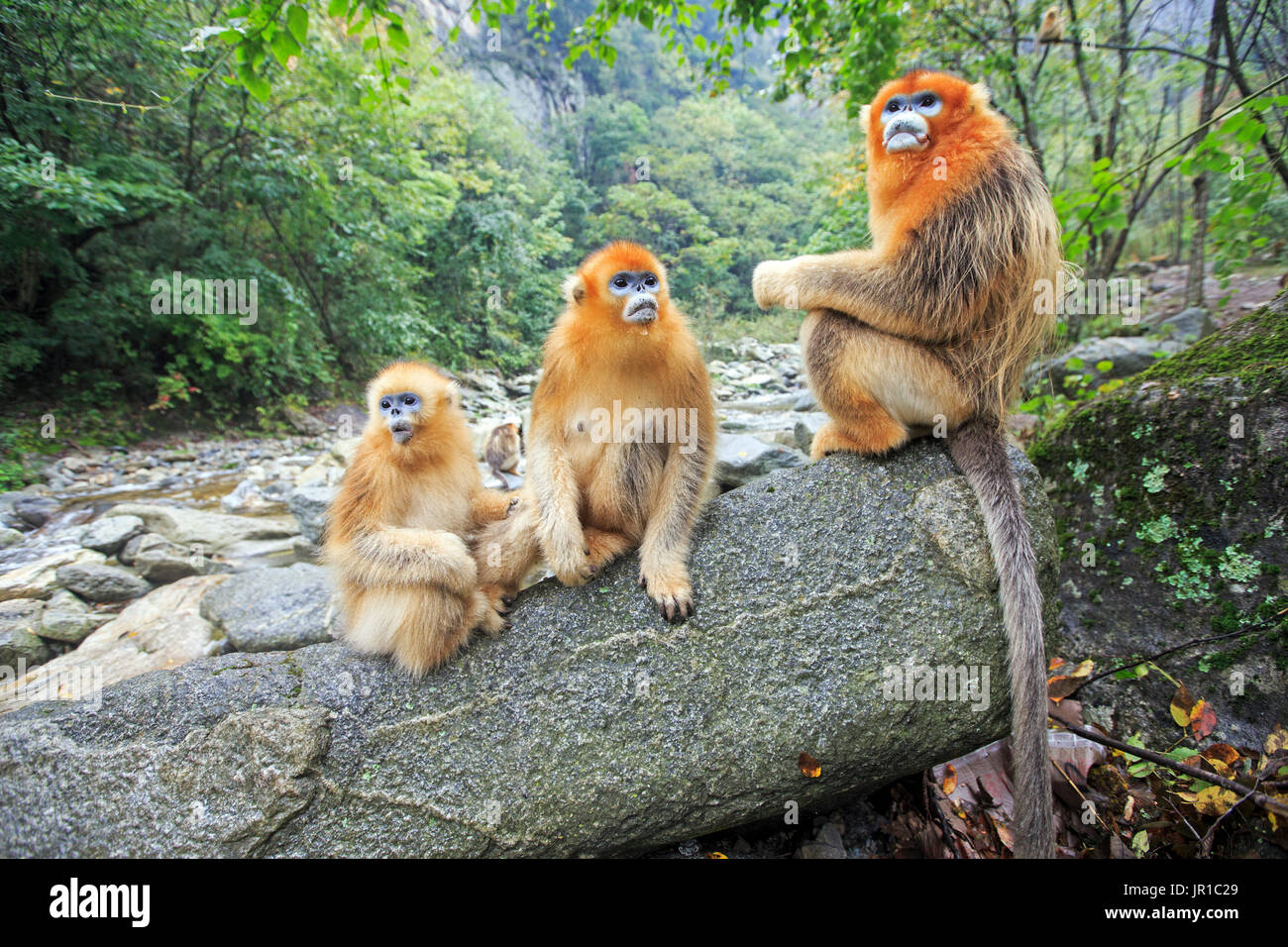 Golden Snub-nosed Monkey (Rhinopithecus roxellana) near by a river ...