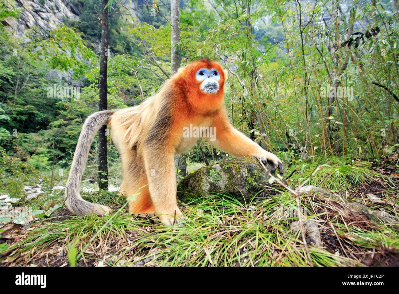 Golden Snub-nosed Monkey (Rhinopithecus roxellana) male, Qinling ...