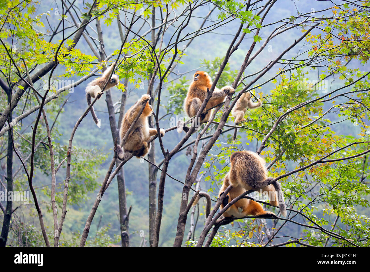 Golden Snub-nosed Monkey (Rhinopithecus roxellana) group in a tree ...
