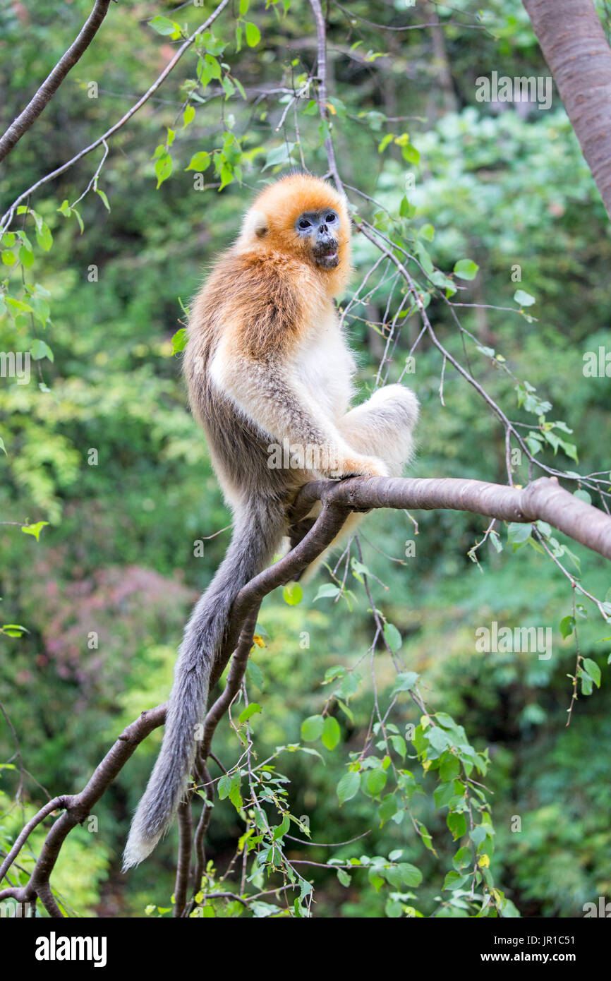 Golden Snub-nosed Monkey (Rhinopithecus roxellana) on a branch, Qinling ...