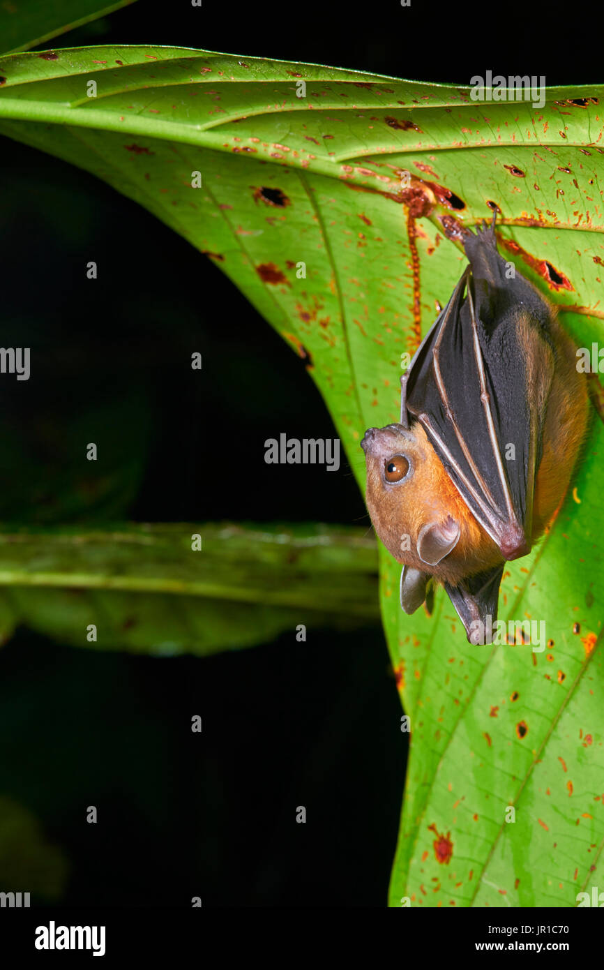 Lesser dog faced fruit bat cynopterus brachyotis hi-res stock ...