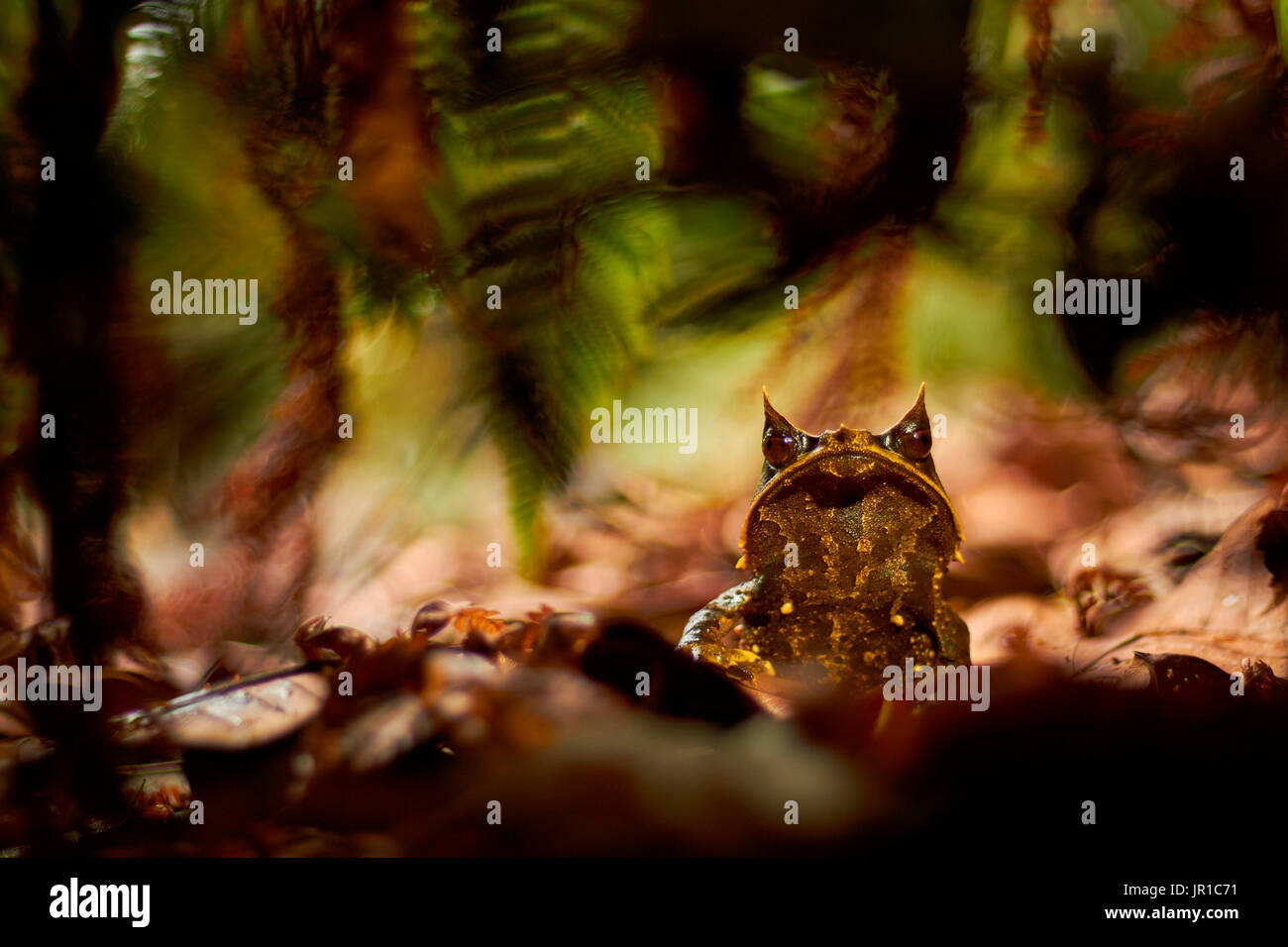 Long-nosed horned frog, Malayan horned frog , Malayan leaf frog ...
