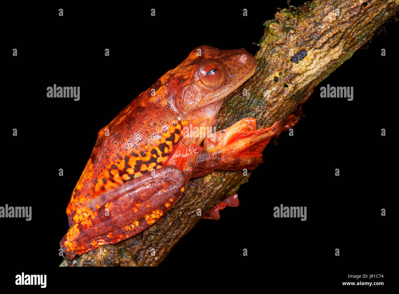 Harlequin tree frog , Halrequin Flying Frog (Rhacophorus pardalis ...