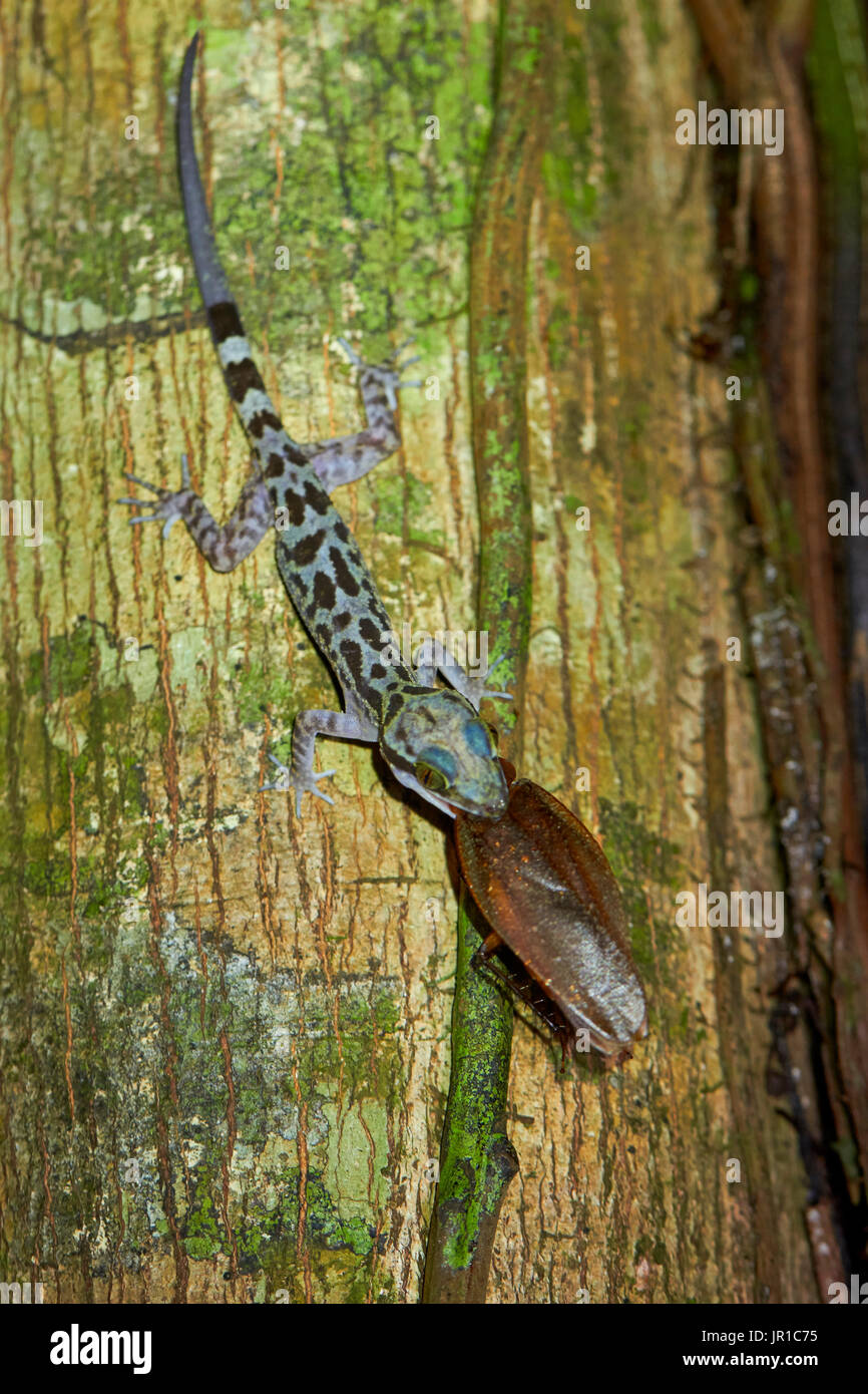 Taylor's bow-fingered gecko, four-striped forest gecko , marbled bent ...