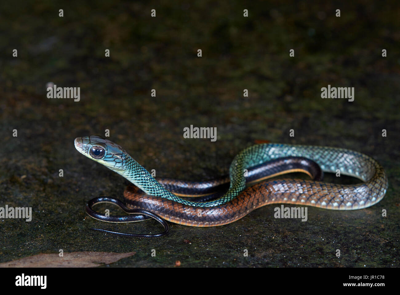 White-bellied Rat Snake , Brown Rat Snake (Ptyas fusca), Kubah national ...