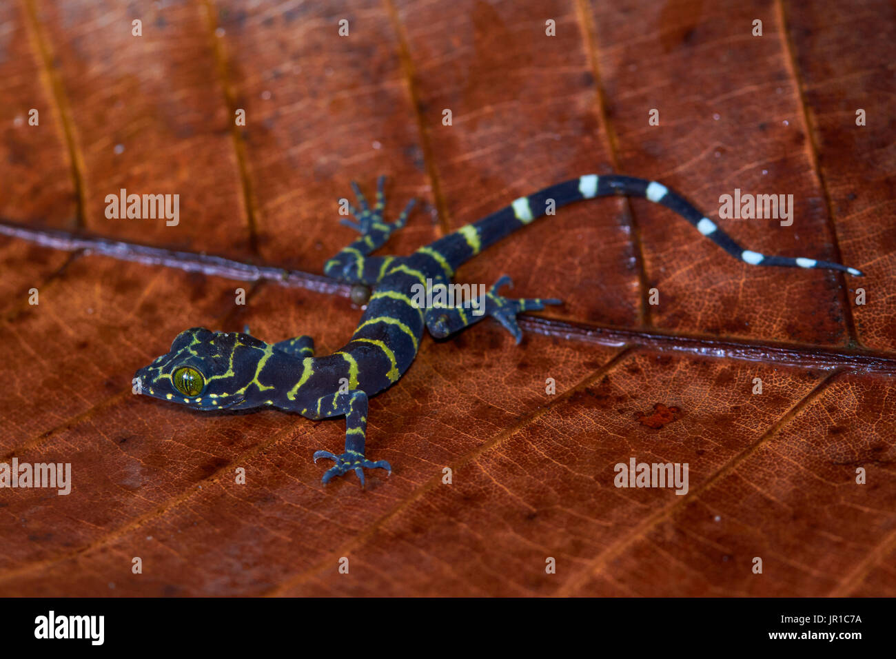 Banded forest gecko hi-res stock photography and images - Alamy