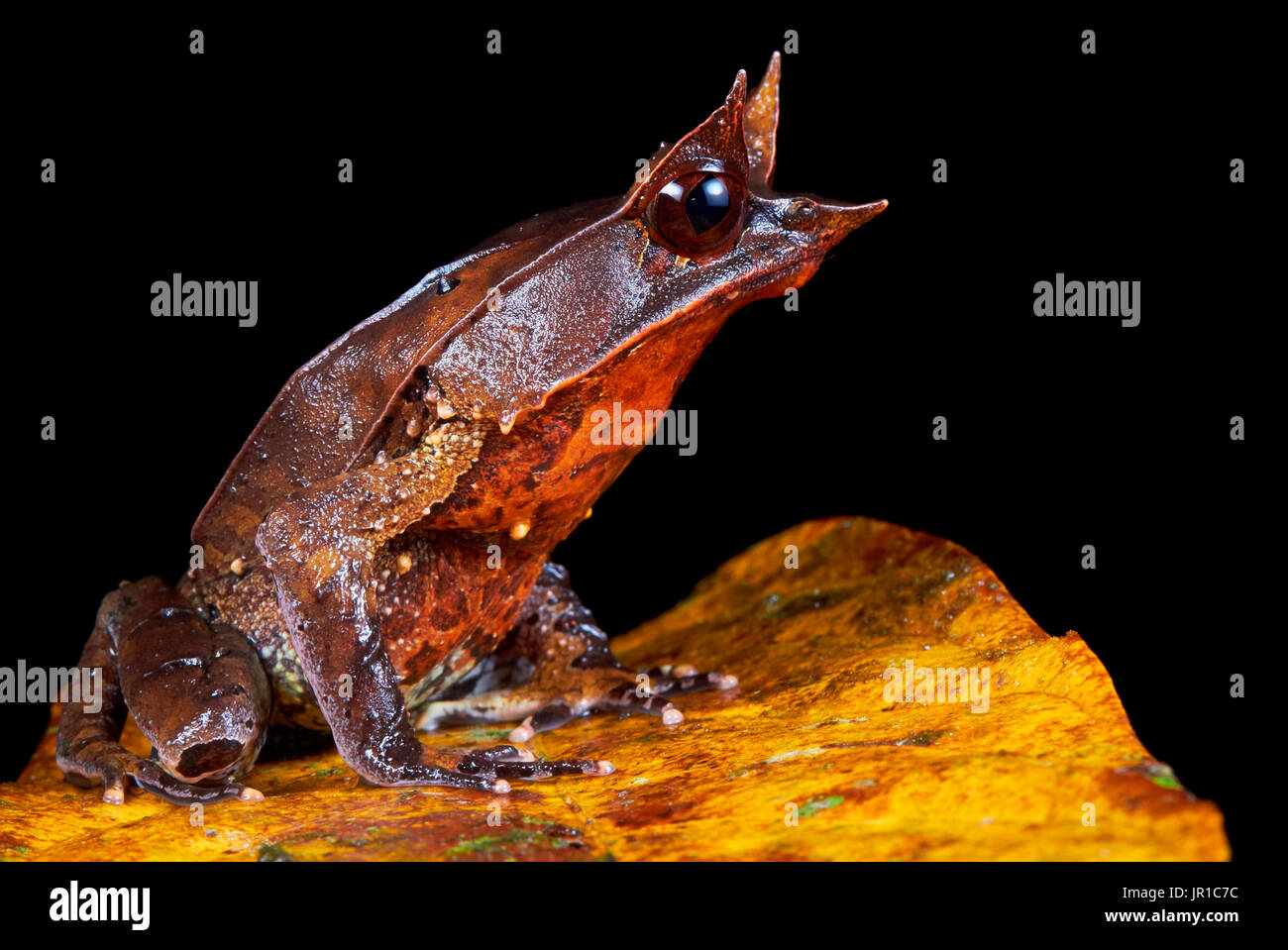 Long-nosed horned frog, Malayan horned frog , Malayan leaf frog ...