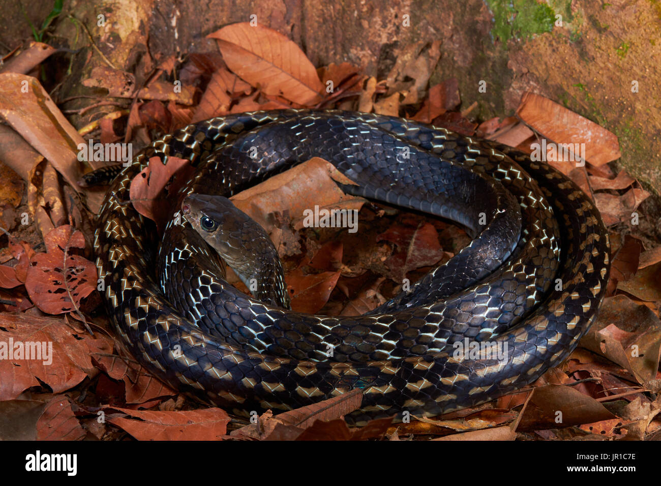Keeled Rat Snake (Ptyas carinata), Kubah national park, Sarawak, Borneo ...
