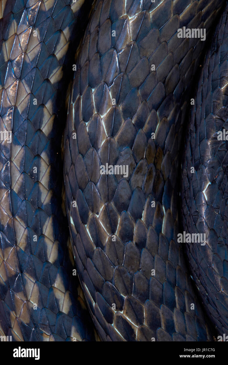 Scales of Keeled Rat Snake (Ptyas carinata), Kubah national park ...