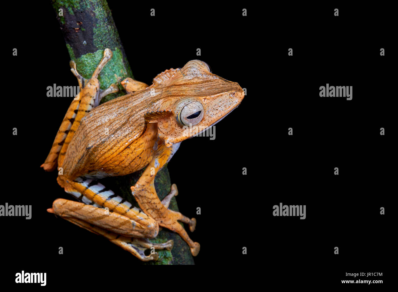 File-eared Tree Frog, Borneo eared frog or bony-headed flying frog ...
