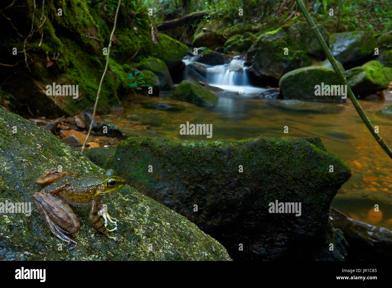 Kinabalu Torrent Frog (Meristogenys kinabaluensis) and stream, Mount ...