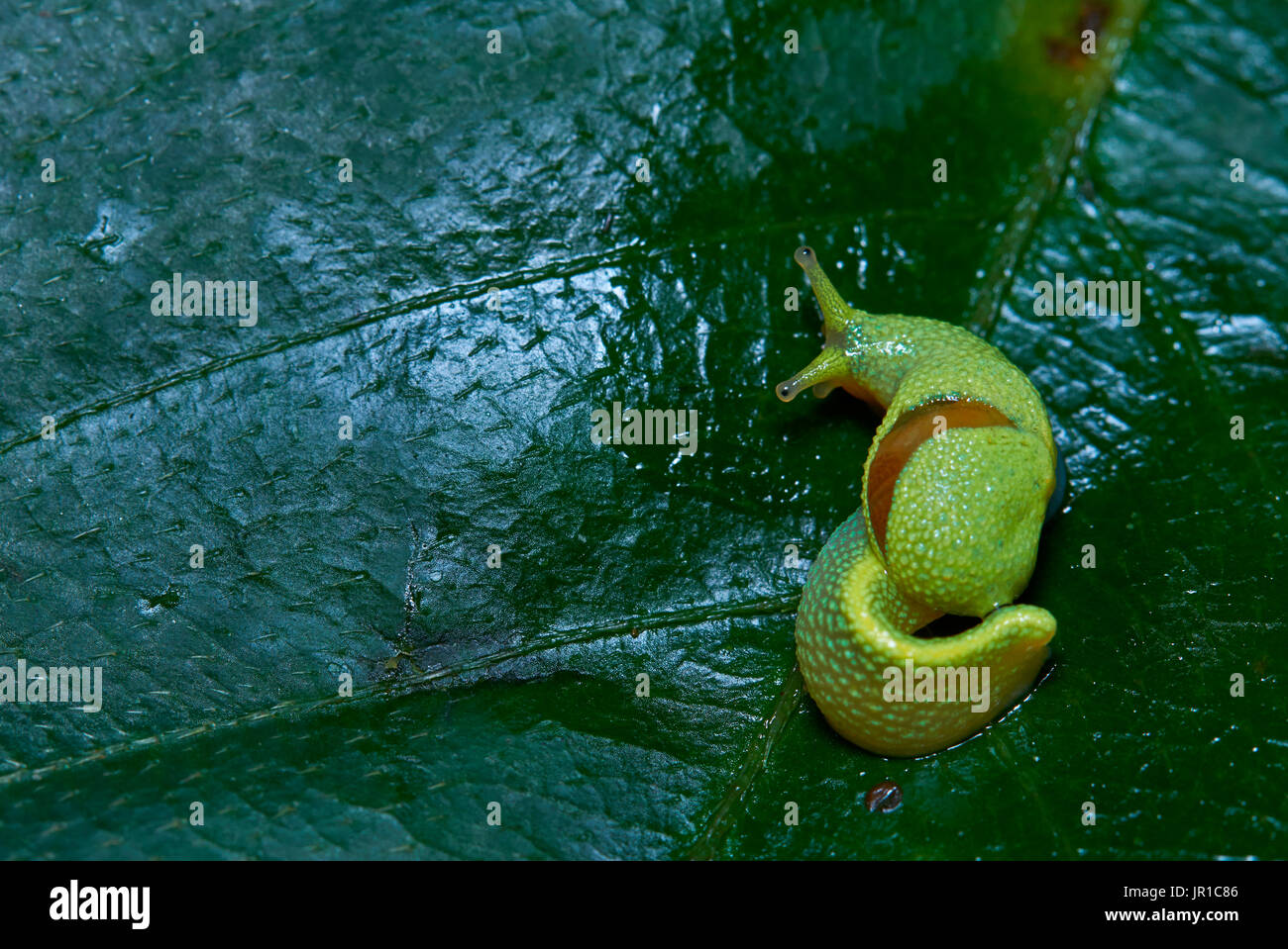 Long-tailed slug or Ninja slug (Ibycus rachelae) on a leaf, Kinbalu ...