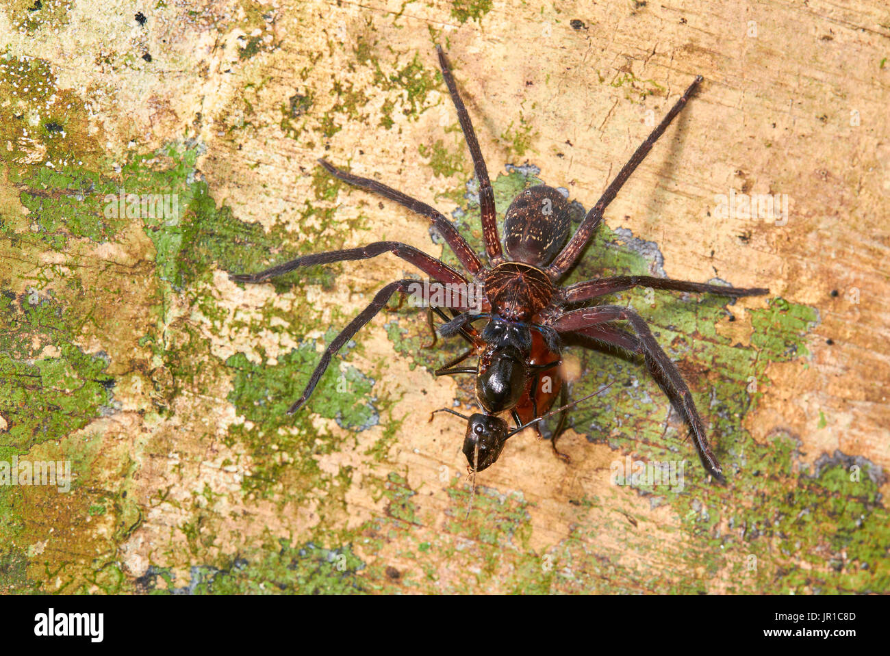 Huntsman spider (Heteropoda sp) eating an Aant, Danum valley, Sabah ...