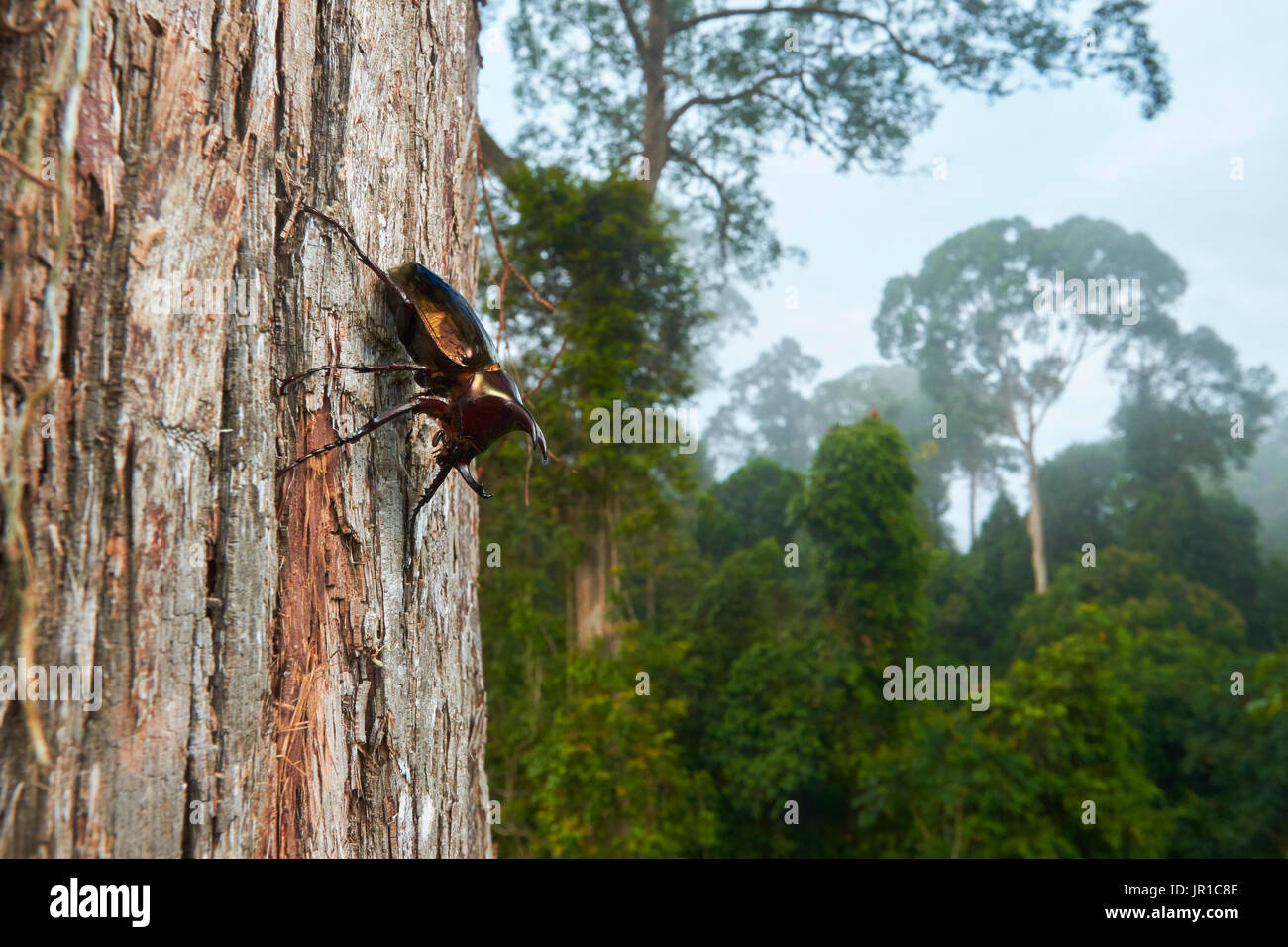 Atlas beetle (Chalcosoma atlas) wide angle to the forest landscape ...