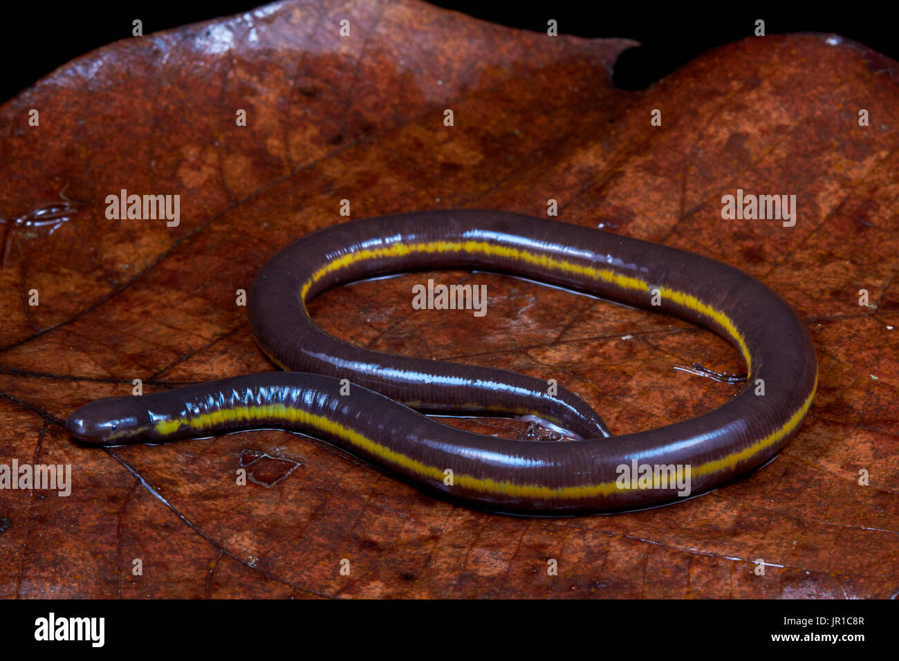 Caecilian Or Caecilians High Resolution Stock Photography and Images ...