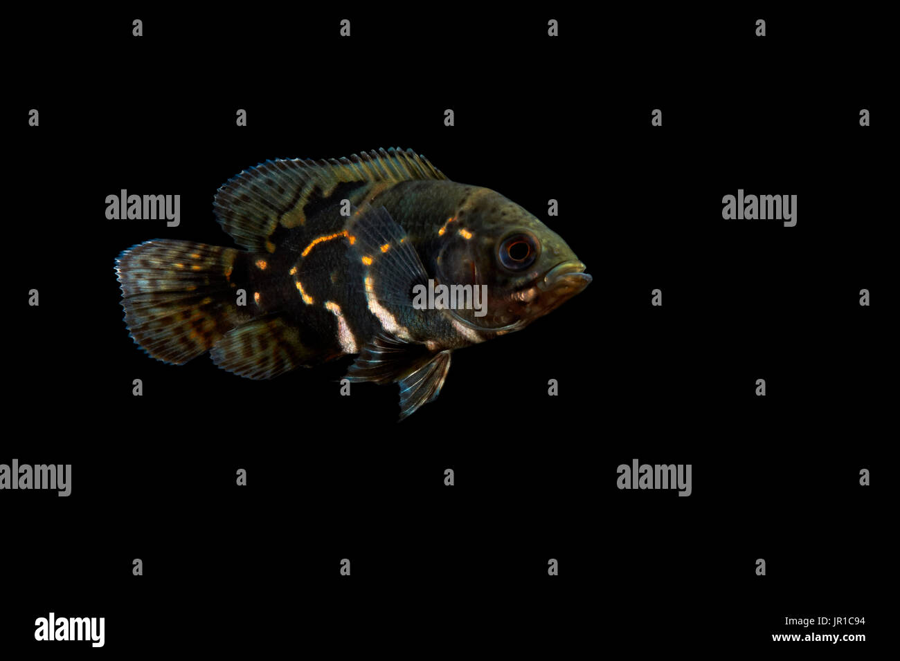 Young Oscar, Tiger oscar, Velvet cichlid, Marble cichlid (Astronotus ...