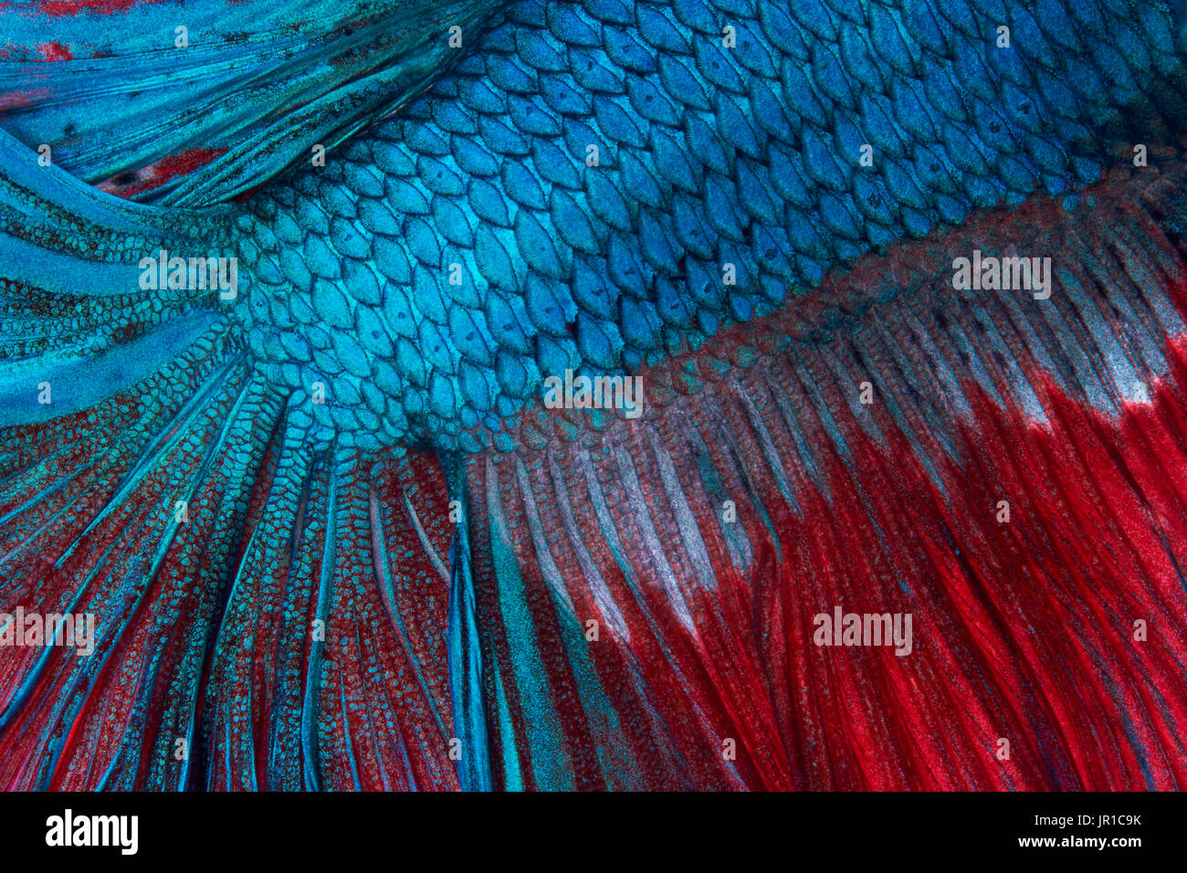 Blue Betta Fish Scales