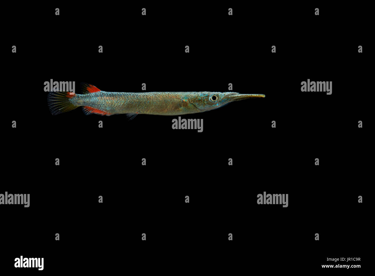 Wrestling halfbeak or Malayan halfbeak (Dermogenys pusilla) on black ...