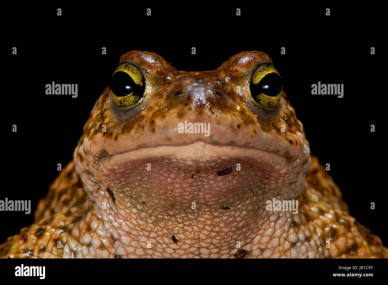 Portrait of Natterjack toad (Epidalea calamita) on black background ...