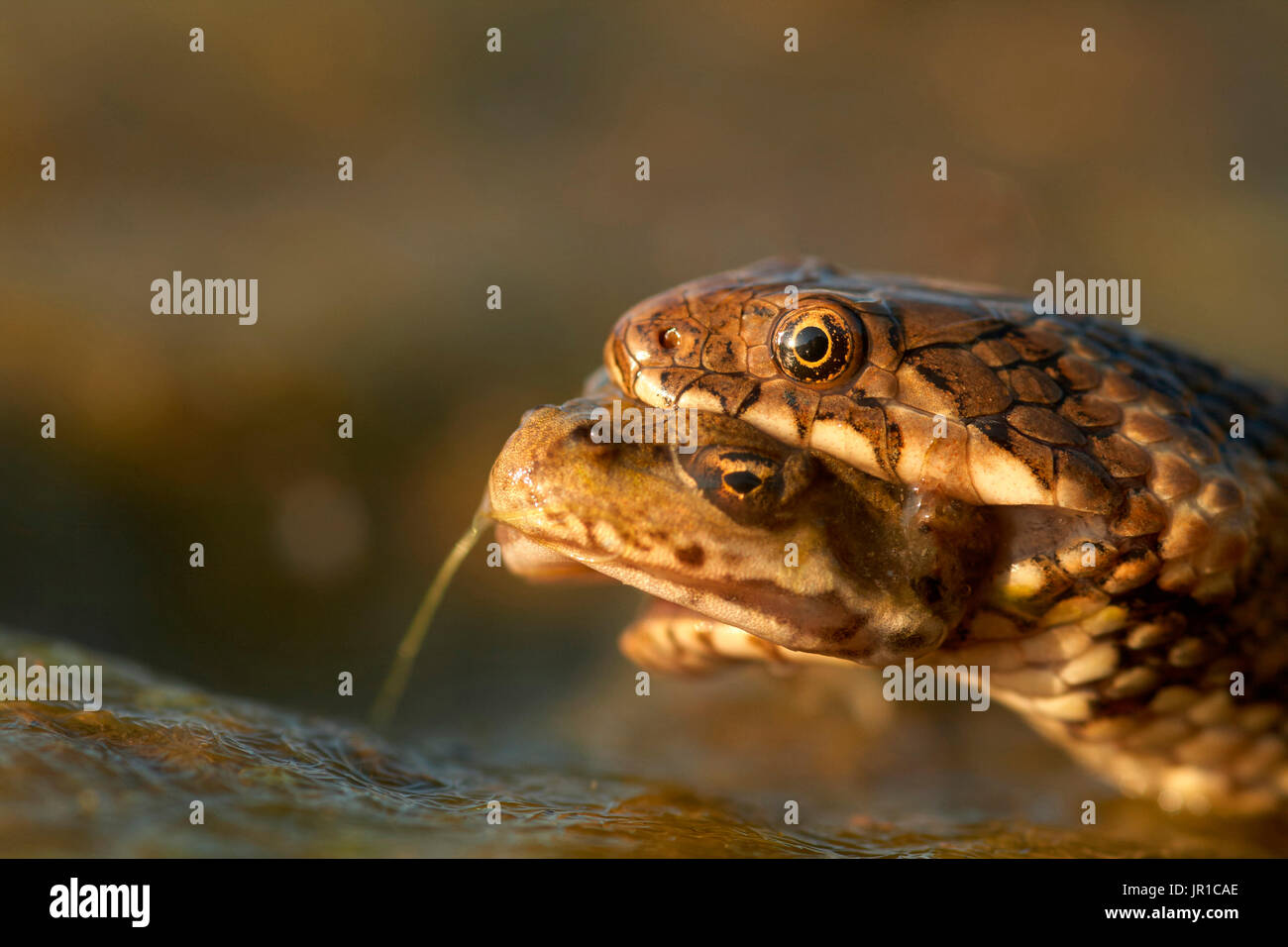 Swallowing frogs hi-res stock photography and images - Alamy