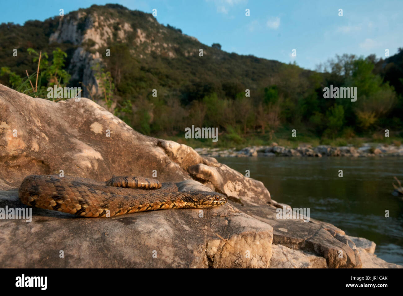 Viperine water snake or Viperine snake (Natrix maura) on rock, Collias ...