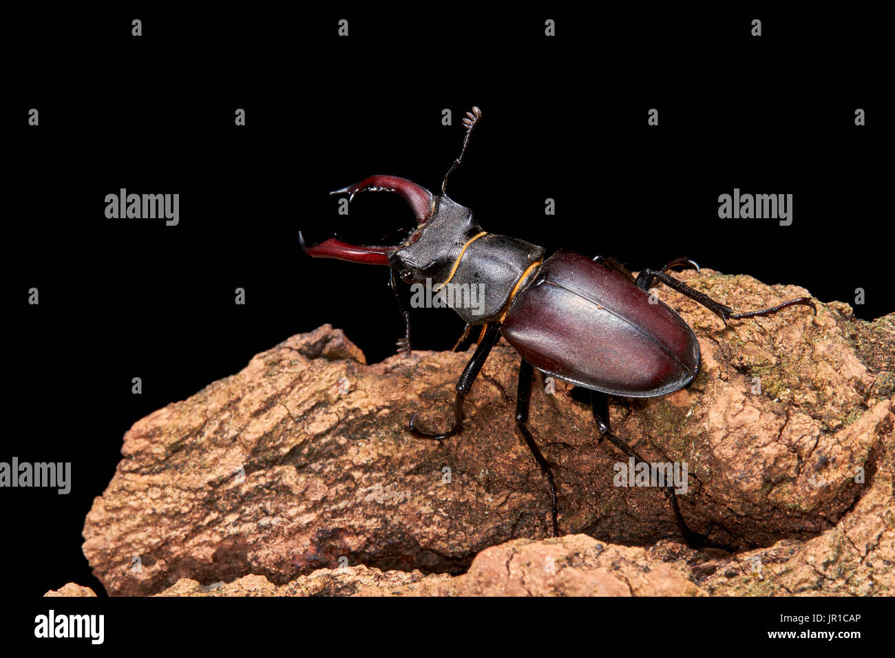 Beetle top view hi-res stock photography and images - Alamy
