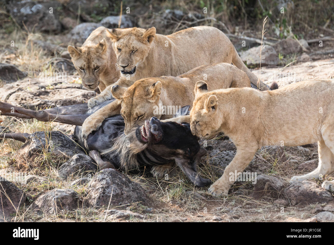Lion (Panthera leo), eating a wildebeest, Masai-Mara game reserve ...