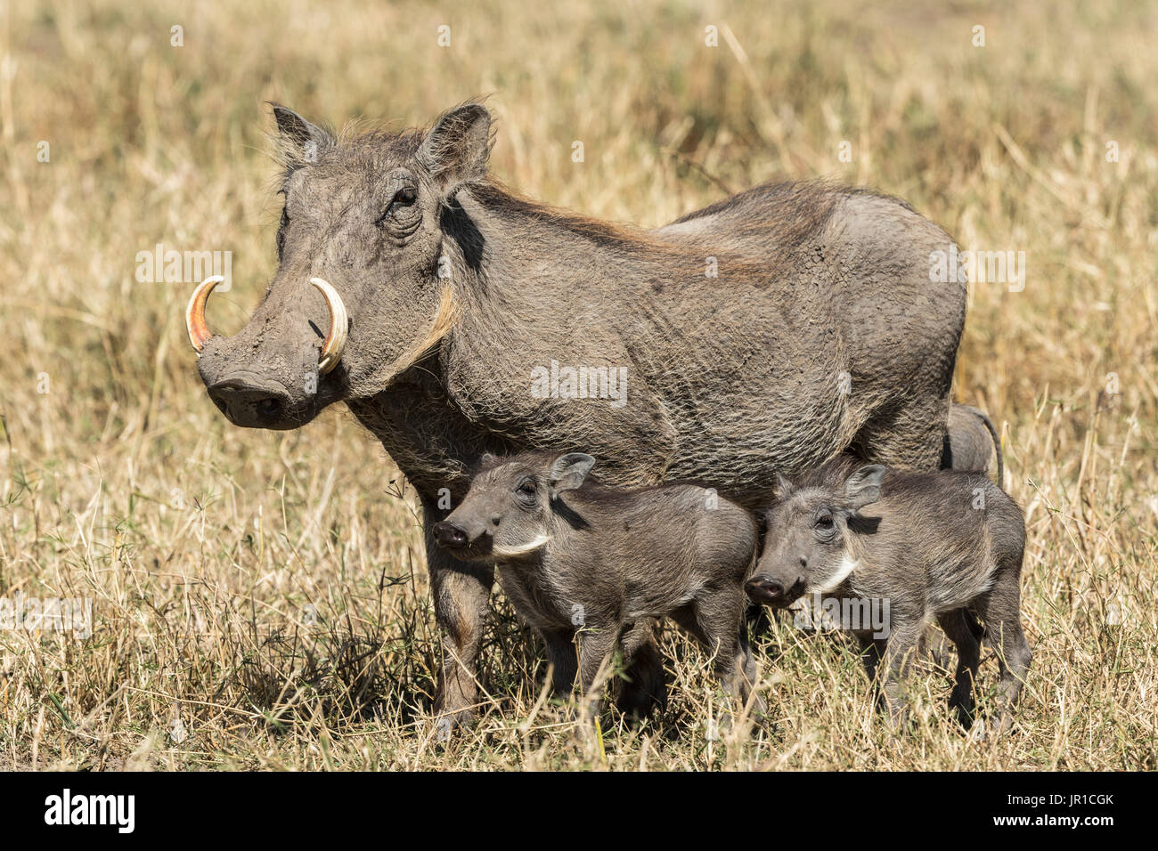 Female warthog with babies High Resolution Stock Photography and Images ...