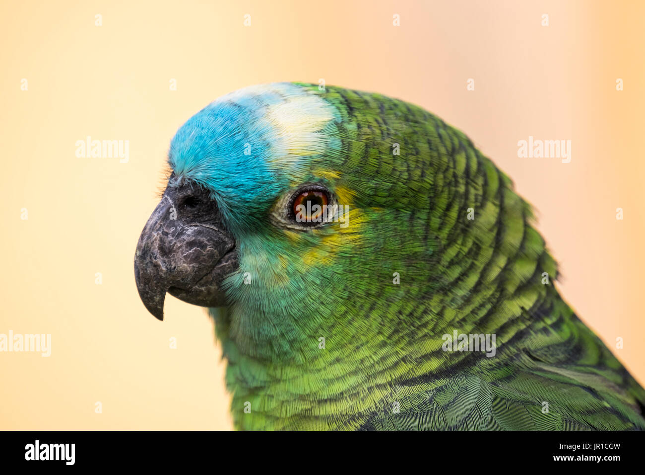 Portrait of Blue-fronted Parrot (Amazona aestiva), Doue La Fontaine zoo ...