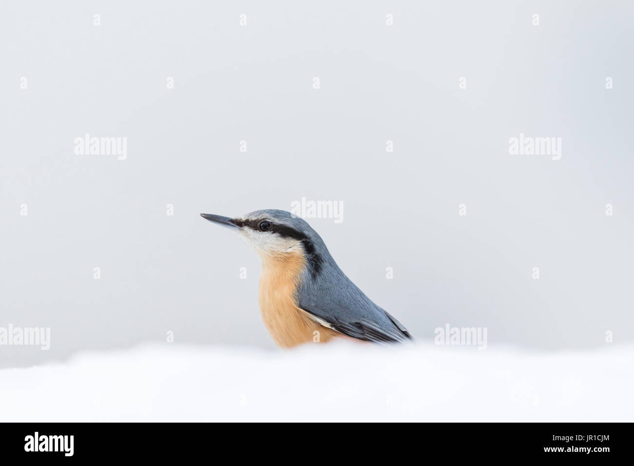 Wood Nuthatch (Sitta europaea) in the snow in winter, Alsace, France ...