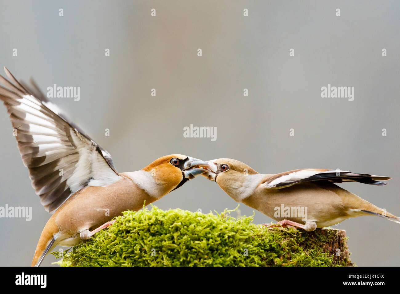 Male and Female Hawfinch (Coccothraustes coccothraustes) fight on a ...