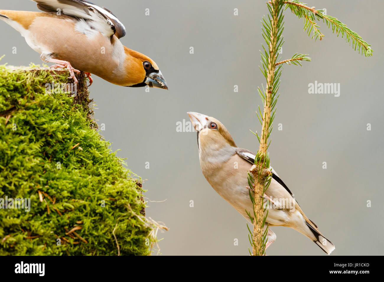Male and Female Hawfinch (Coccothraustes coccothraustes) fight on a ...