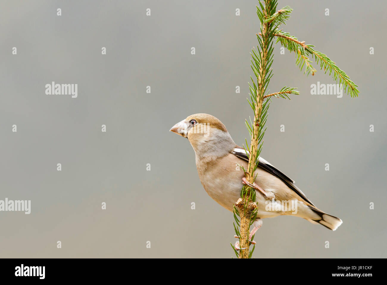 Female Hawfinch (Coccothraustes coccothraustes) on a spruce shoot ...