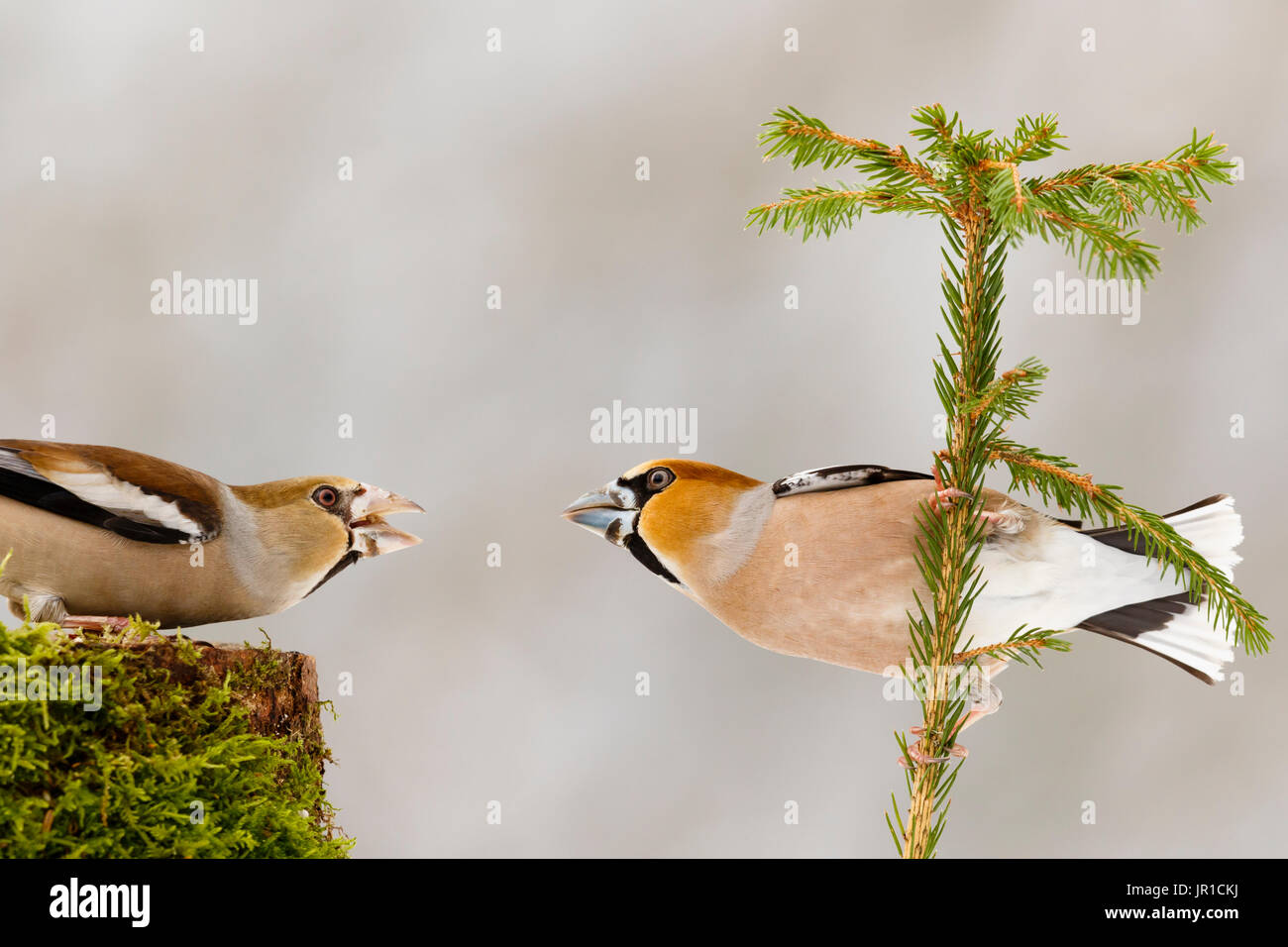 Male and Female Hawfinch (Coccothraustes coccothraustes) fight on a ...