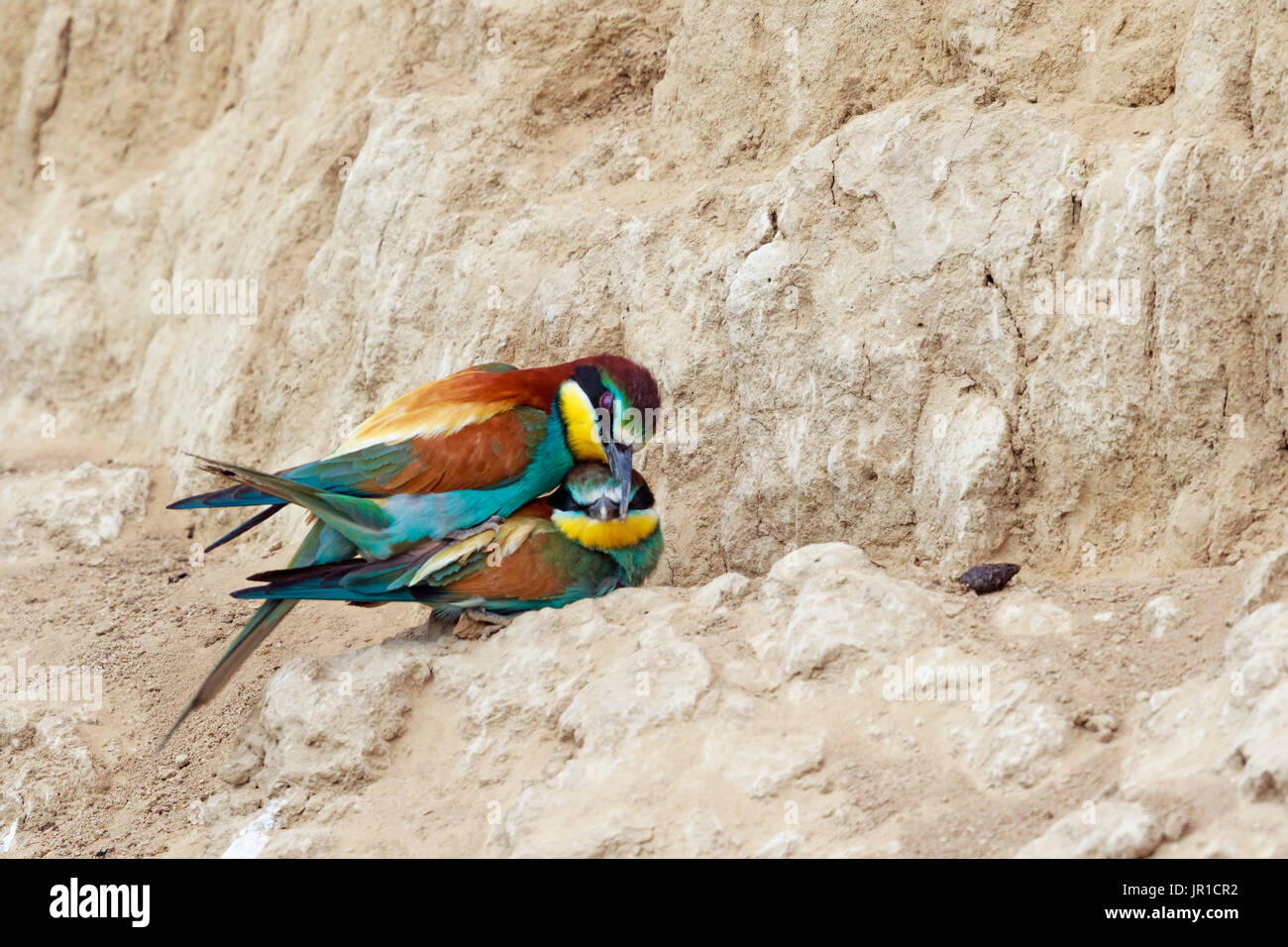 Coupling of European Bee-eaters (Merops apiaster) in the Sinoe Lagoon ...
