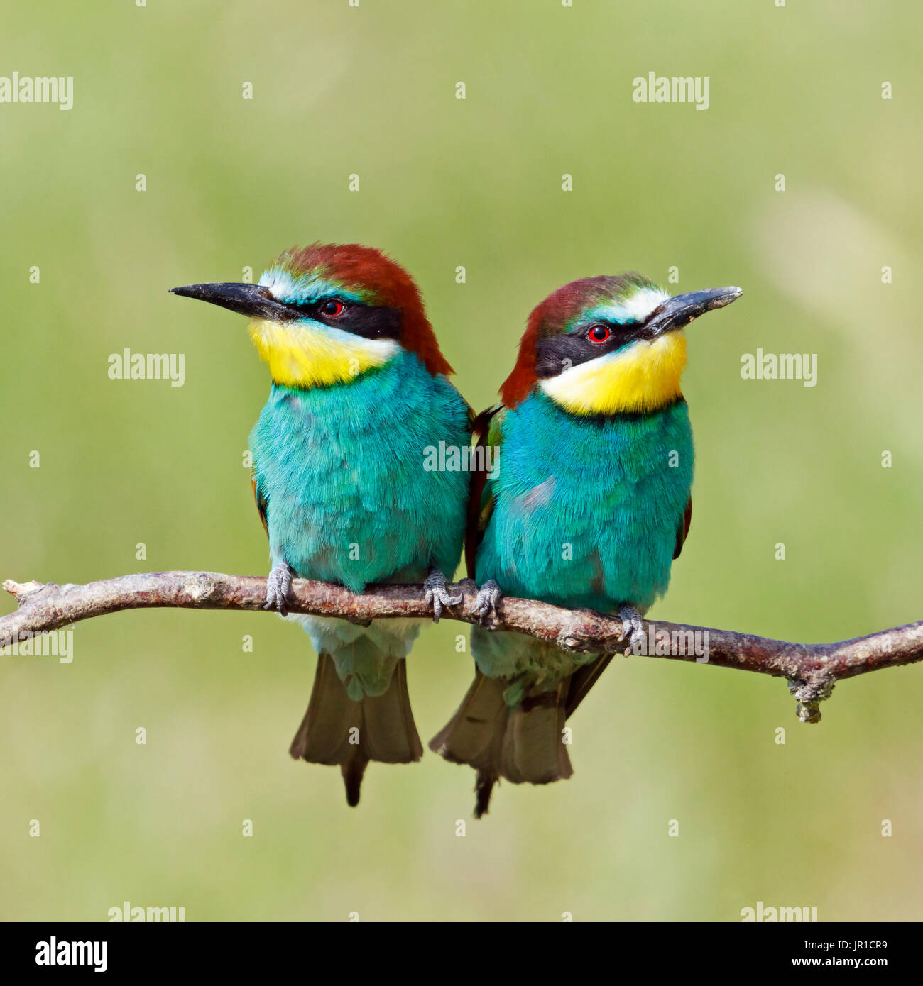 European Bee-eater (Merops apiaster) couple on a branch in the Sinoe ...