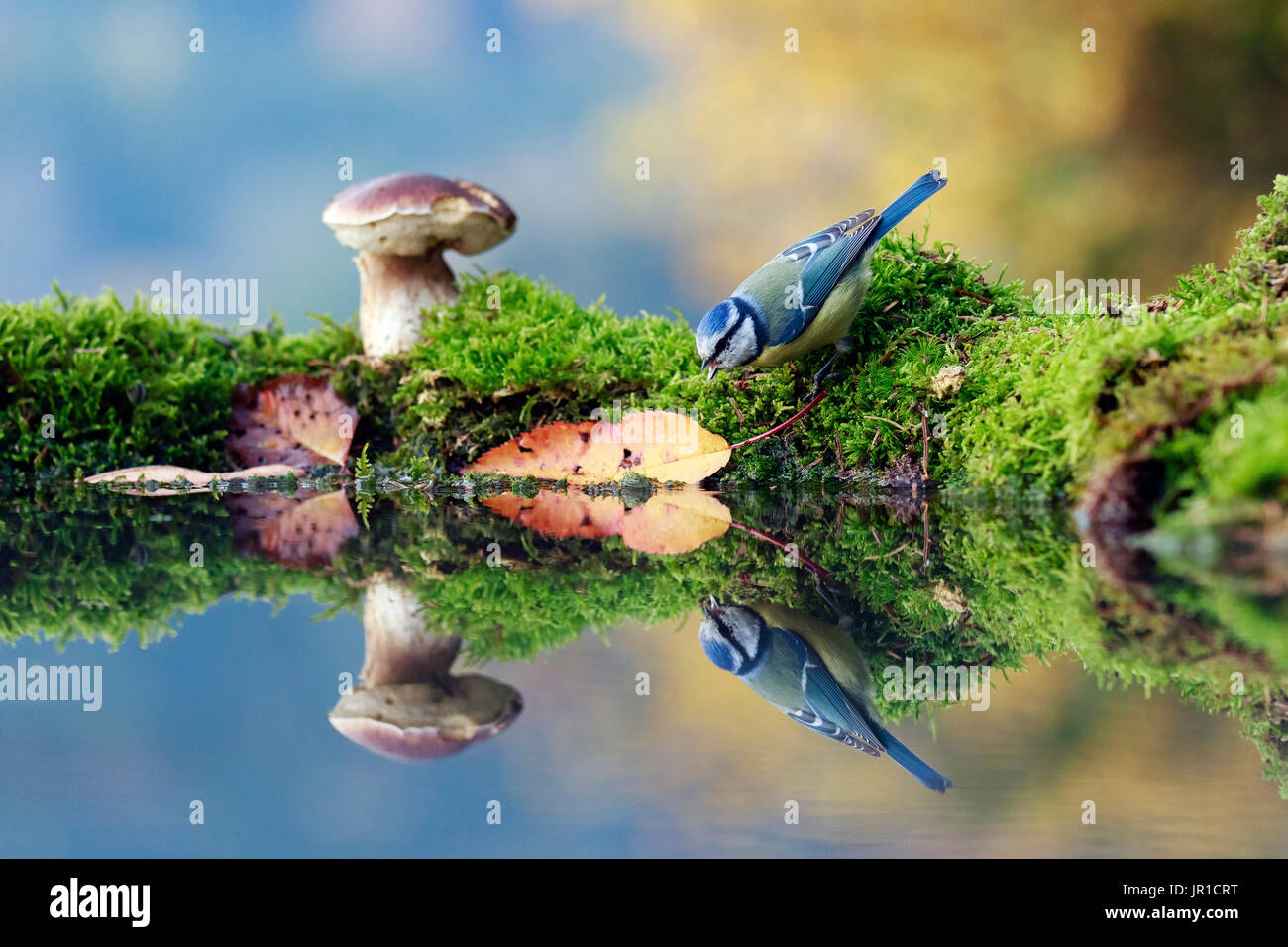 Blue Tit (Parus caeruleus) and a King Boletes (Boletus edulis) on the ...