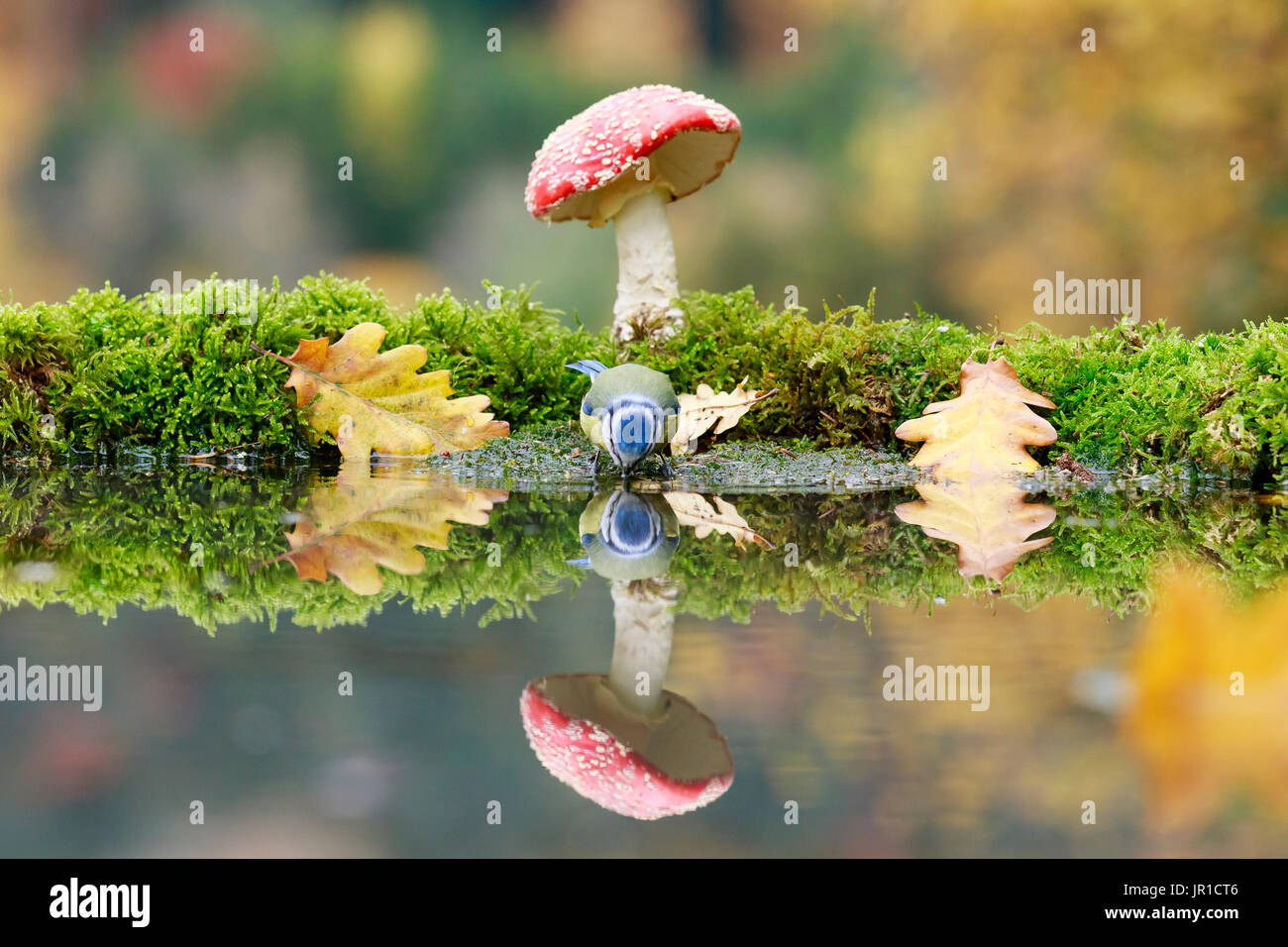 Blue Tit (Parus caeruleus) and Fly agarics (Amanita muscaria) on the ...