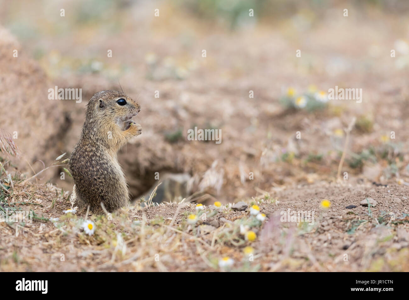 European Ground Squirrel (Spermophilus citellus) eating grass at the ...