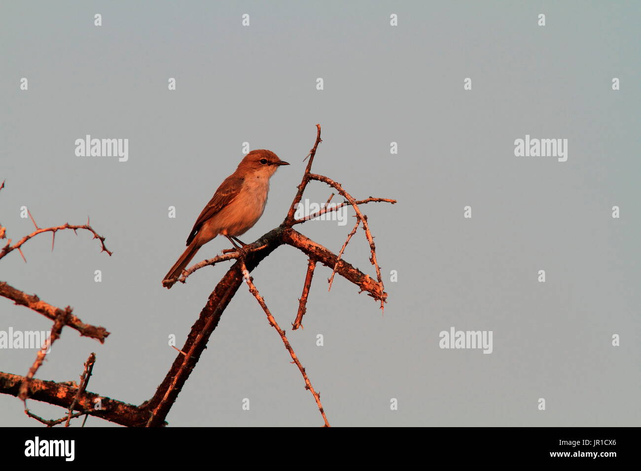 Marico Flycatcher (Melaenornis mariquensis) on a branch, Southern ...