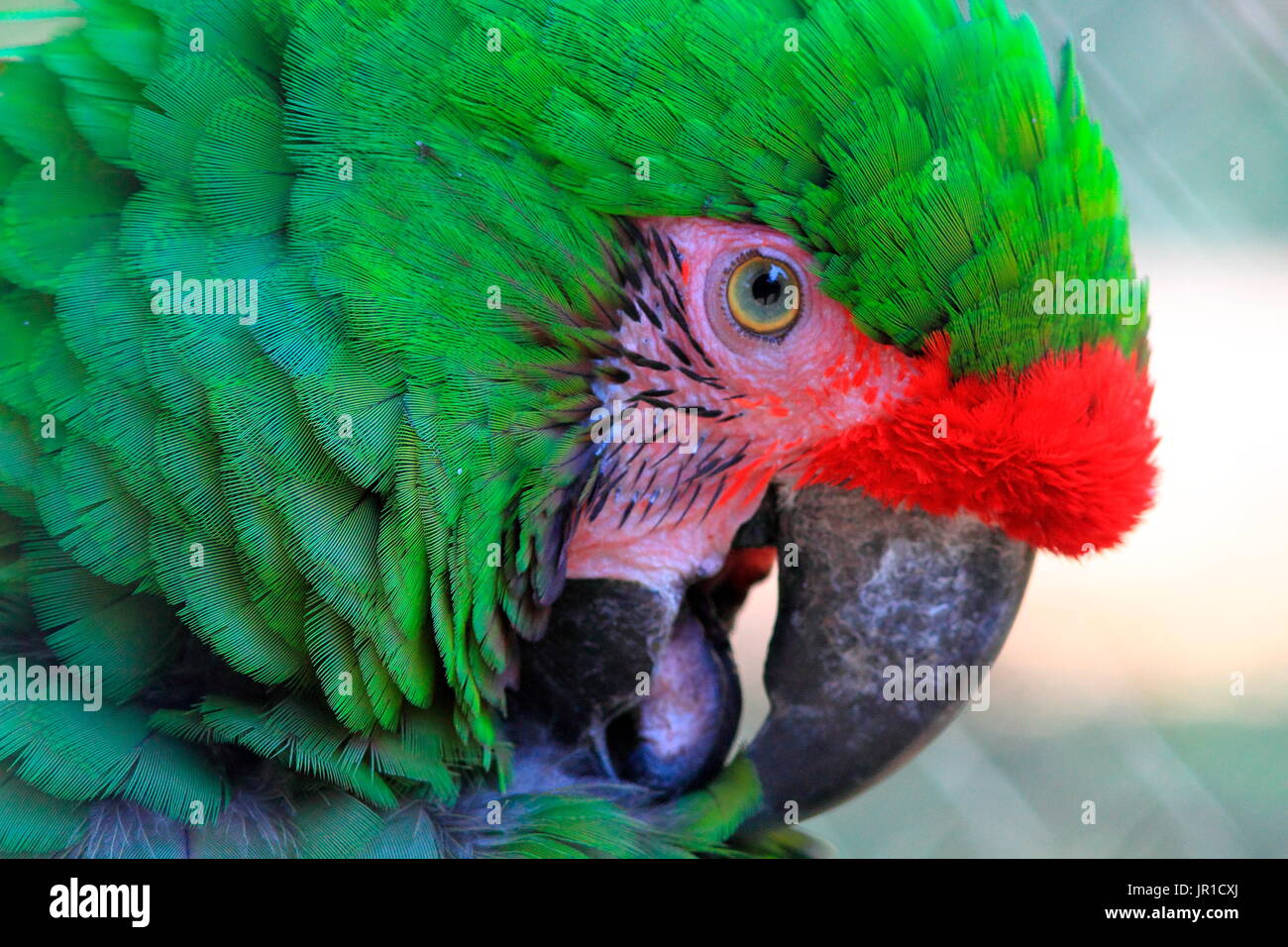 Portrait of Military Macaw (Ara militaris Stock Photo - Alamy