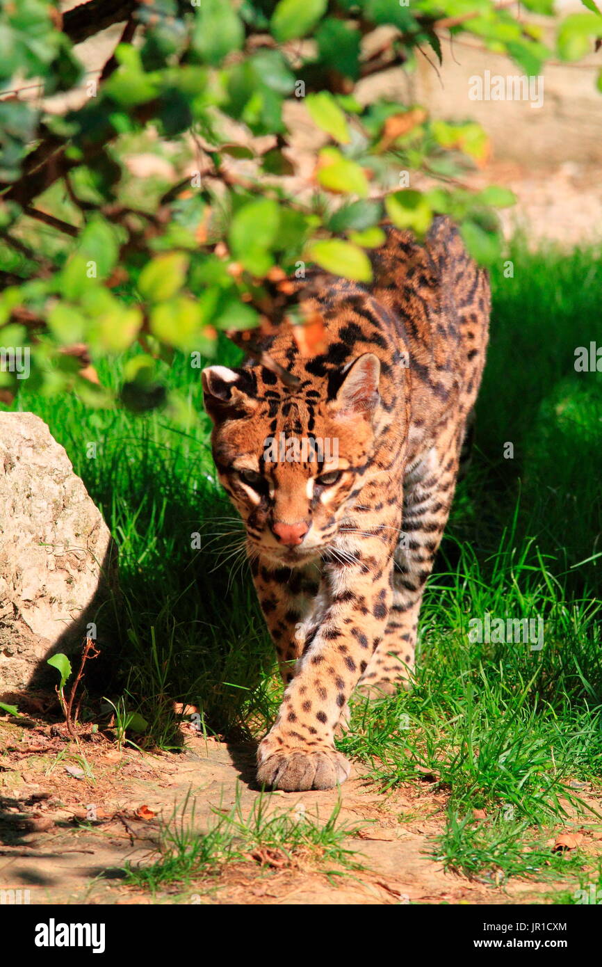 Ocelot (Leopardus pardalis) walking Stock Photo - Alamy