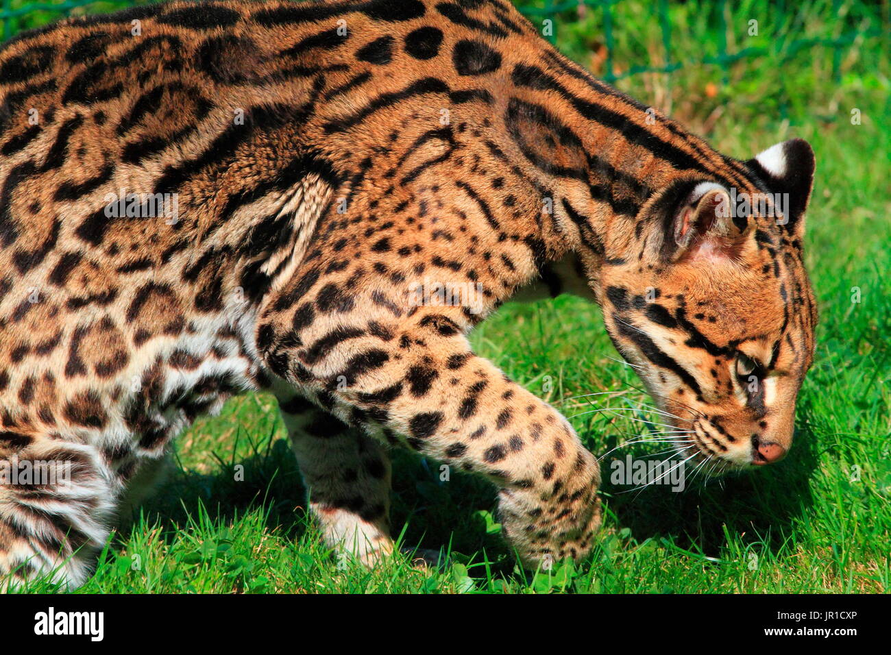 Ocelot (Leopardus pardalis) walking Stock Photo - Alamy