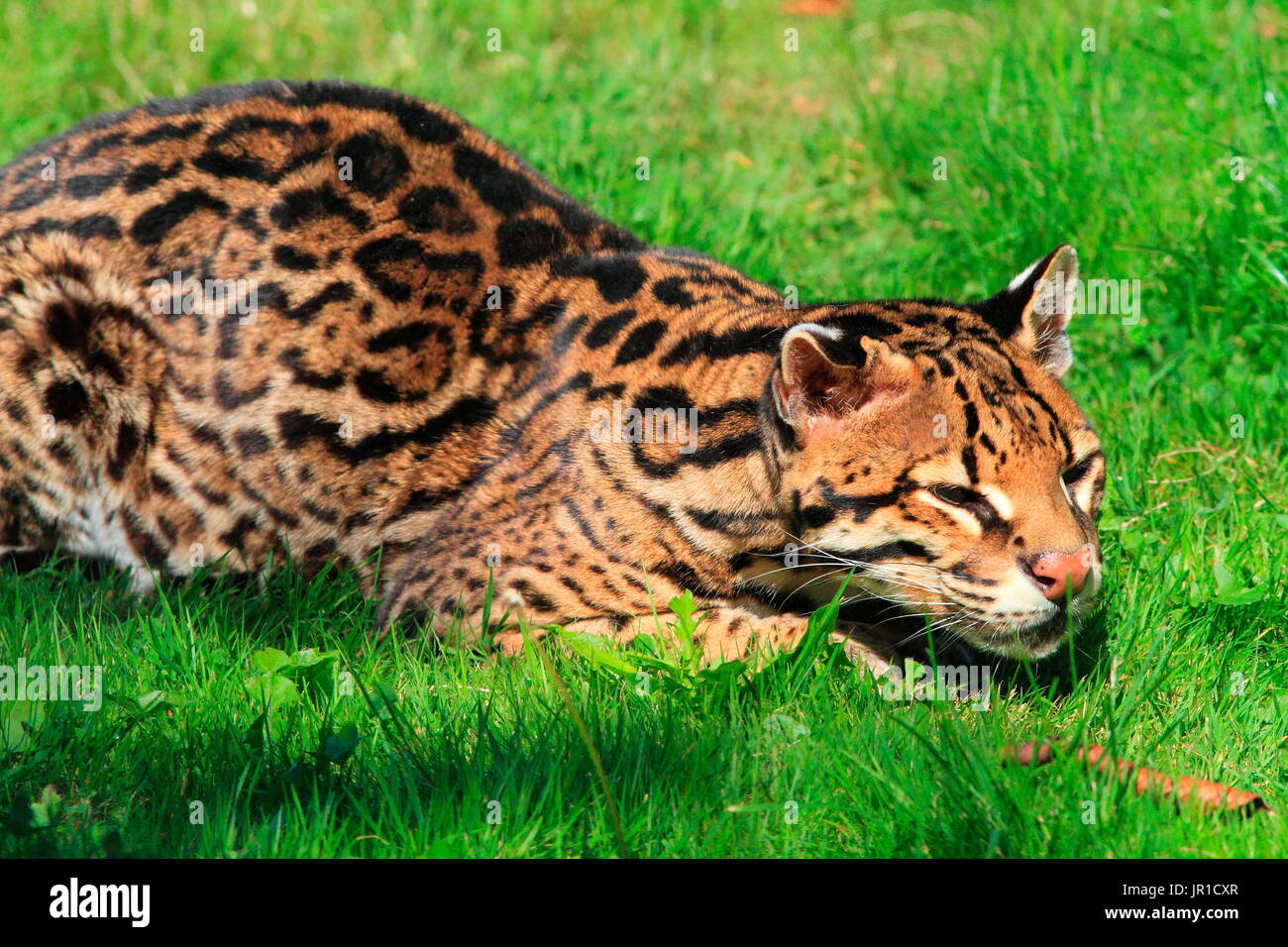 Portrait of Ocelot (Leopardus pardalis) lying on grass Stock Photo - Alamy