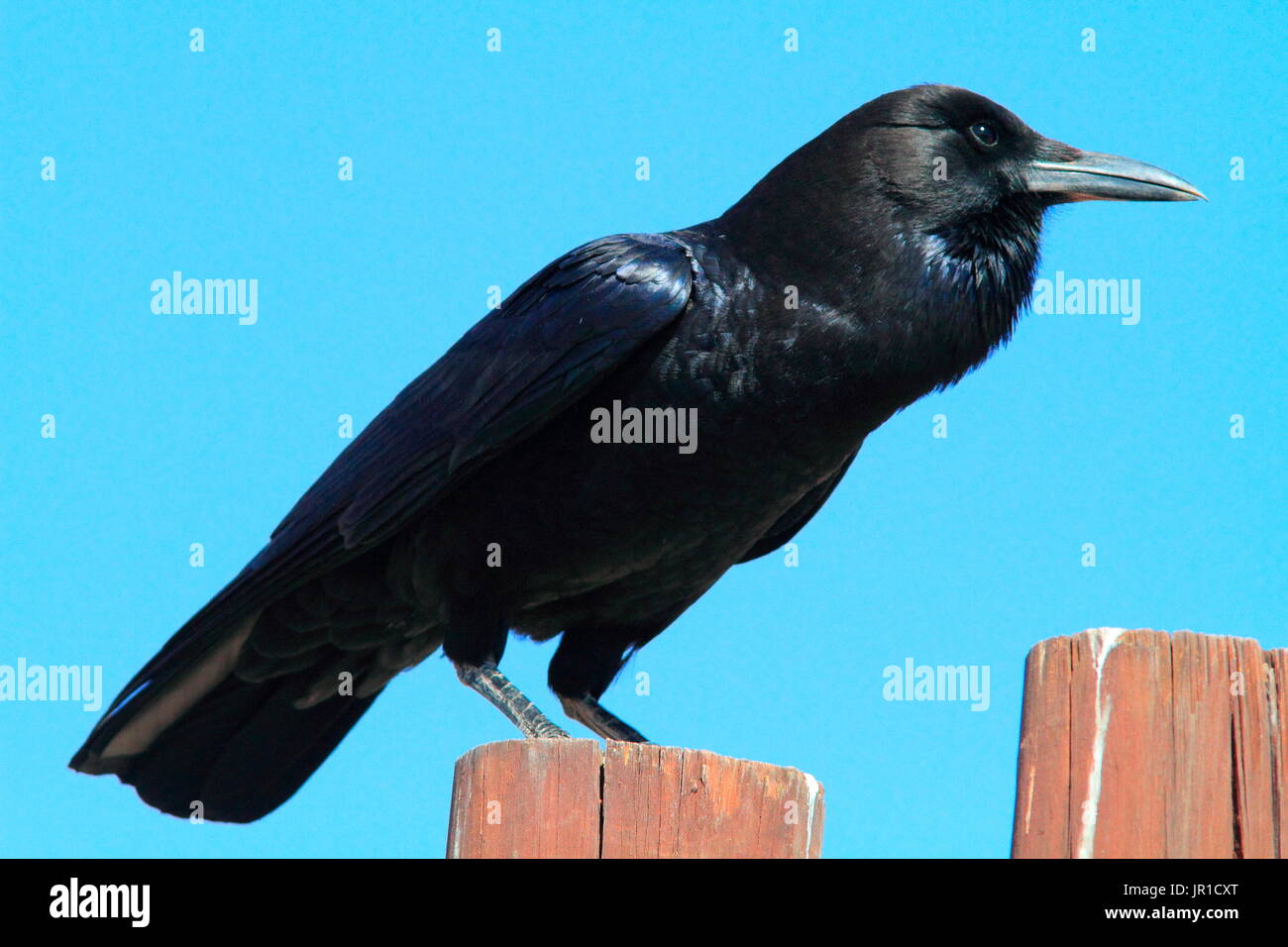 Cape Crow (Corvus capensis) on a post, Southern Africa Stock Photo - Alamy