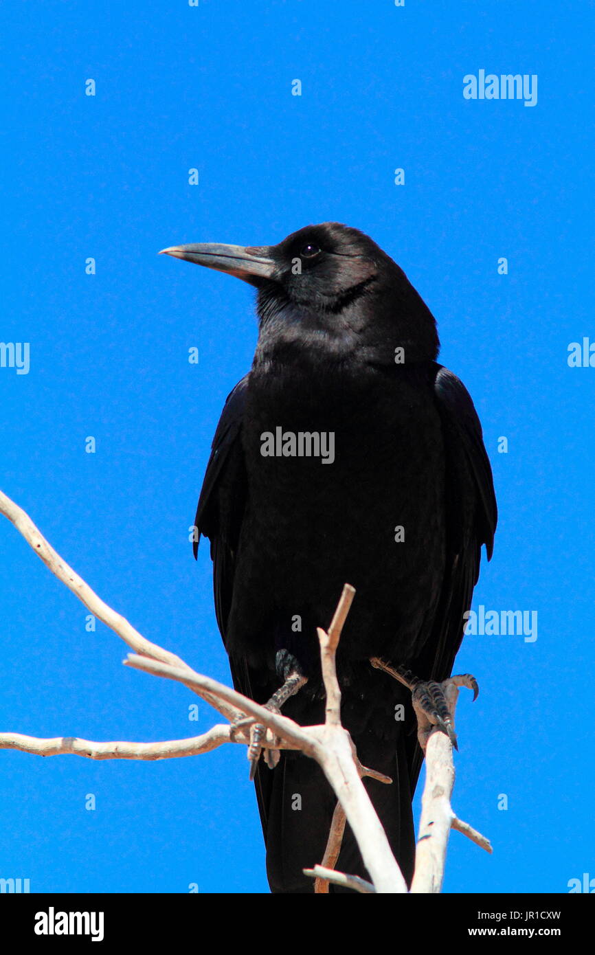Cape Crow (Corvus capensis) on a branch, Southern Africa Stock Photo ...