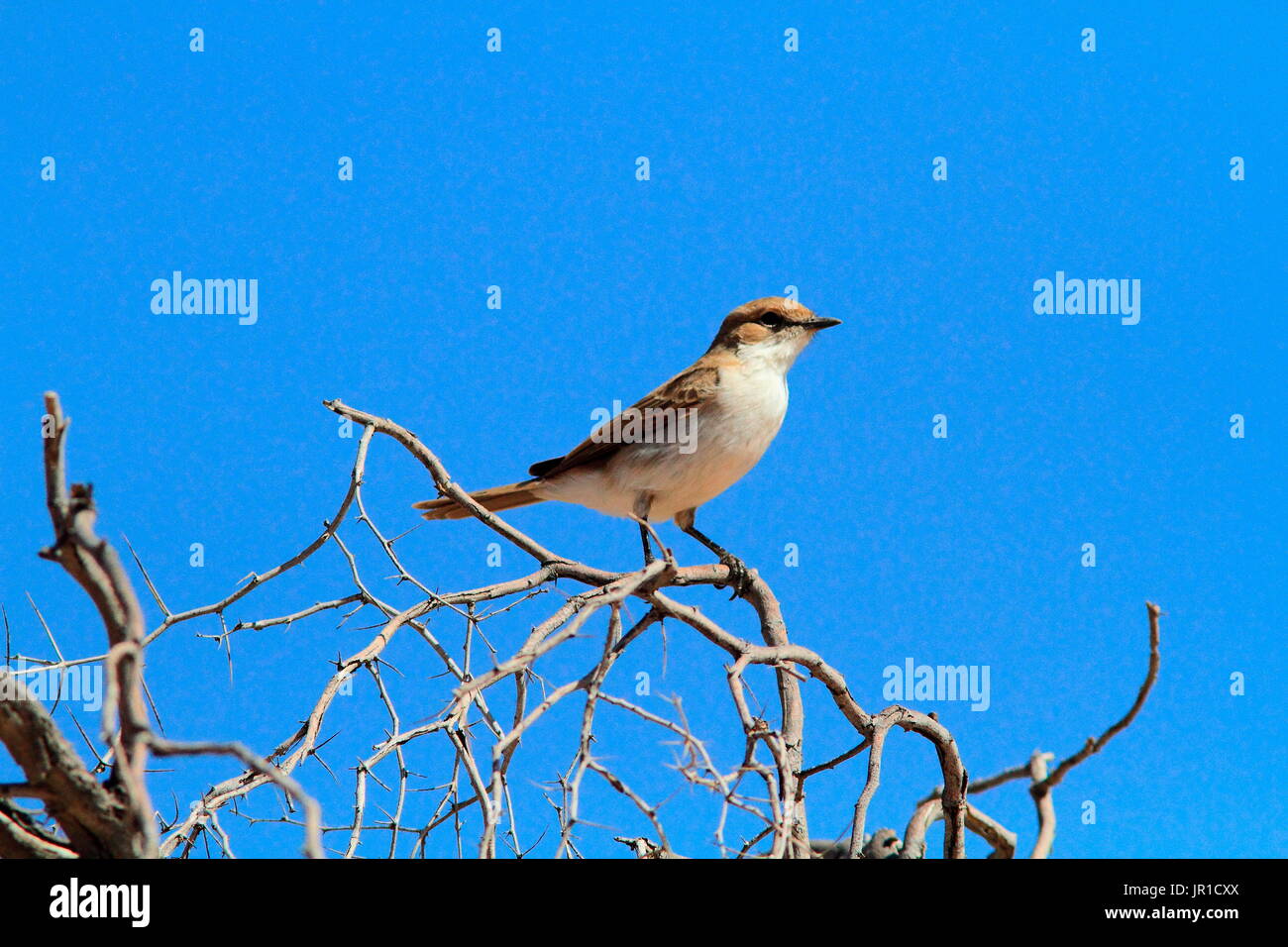 Marico Flycatcher (Melaenornis mariquensis) on a branch, Southern ...