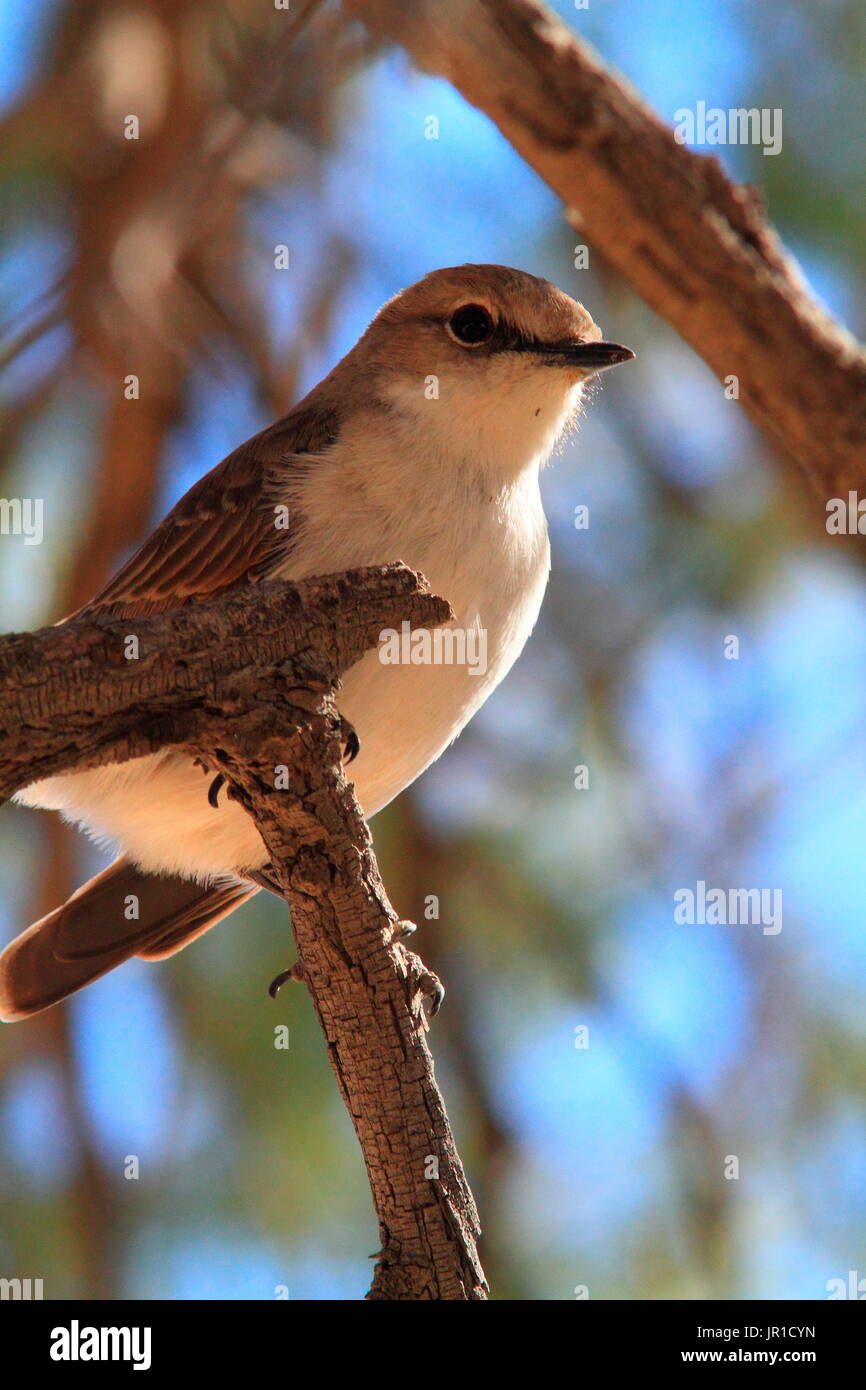 Flycatcher species hi-res stock photography and images - Alamy