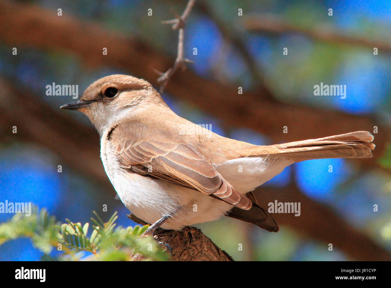 Marico Flycatcher (Melaenornis mariquensis) on a branch, Southern ...