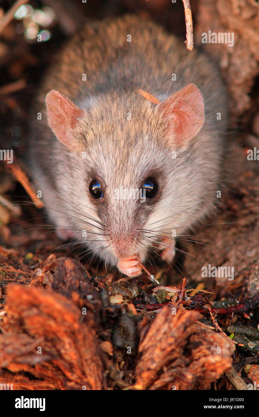 Black-tailed tree rat (Thallomys nigricauda), Southern Africa Stock ...